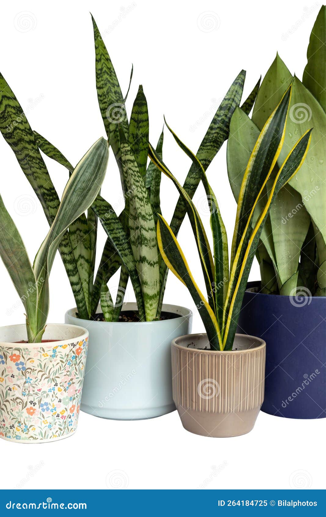 Snake Plants Isolated on a White Background Vertical Image Stock Image ...