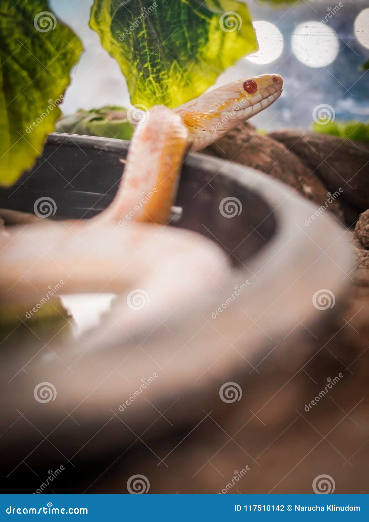 Snake on the plate stock photo. Image of dramatic, reptile - 117510142