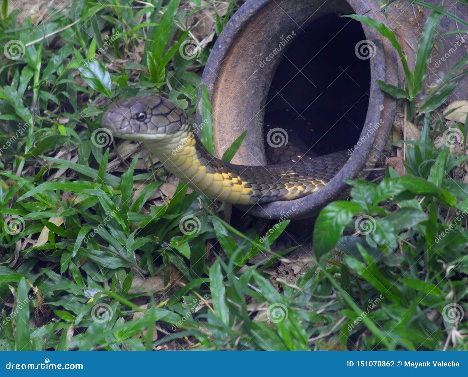 Snake a poisonous one . stock photo. Image of snake - 151070862