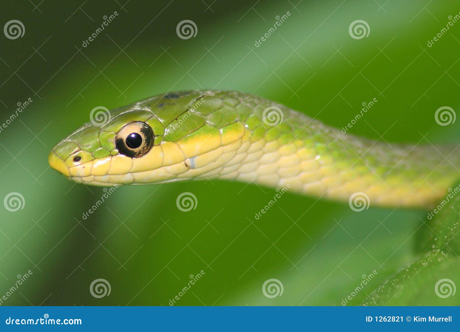 Snake portrait stock image. Image of portrait, scales - 1262821