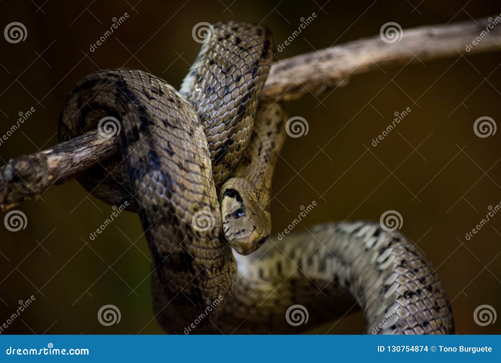 Snake portrait 2 stock photo. Image of hanging, european - 130754874