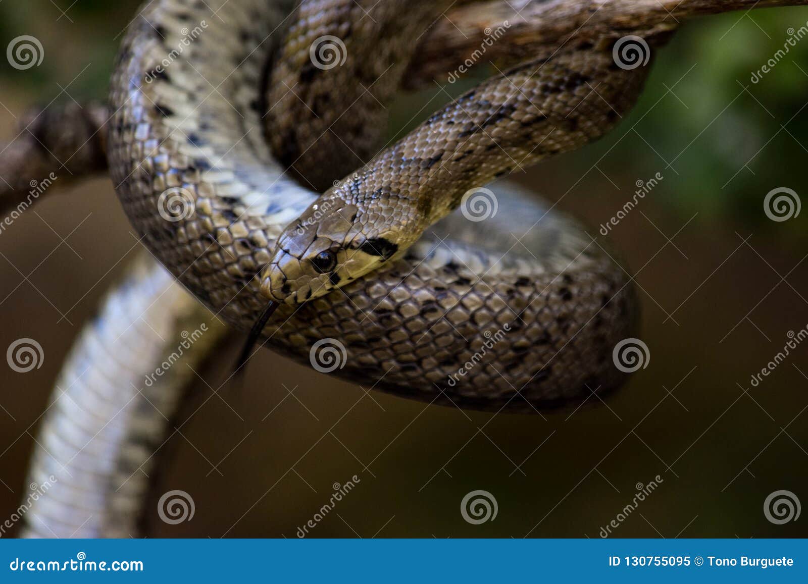 Snake portrait stock image. Image of european, desert - 130755095
