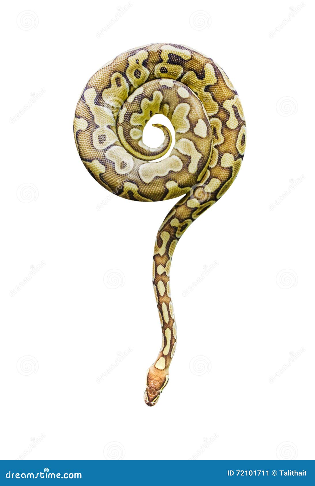 Snake Posing As a Question Mark Stock Image - Image of savage, nature ...