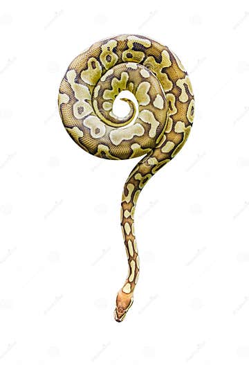 Snake Posing As a Question Mark Stock Image - Image of savage, nature ...