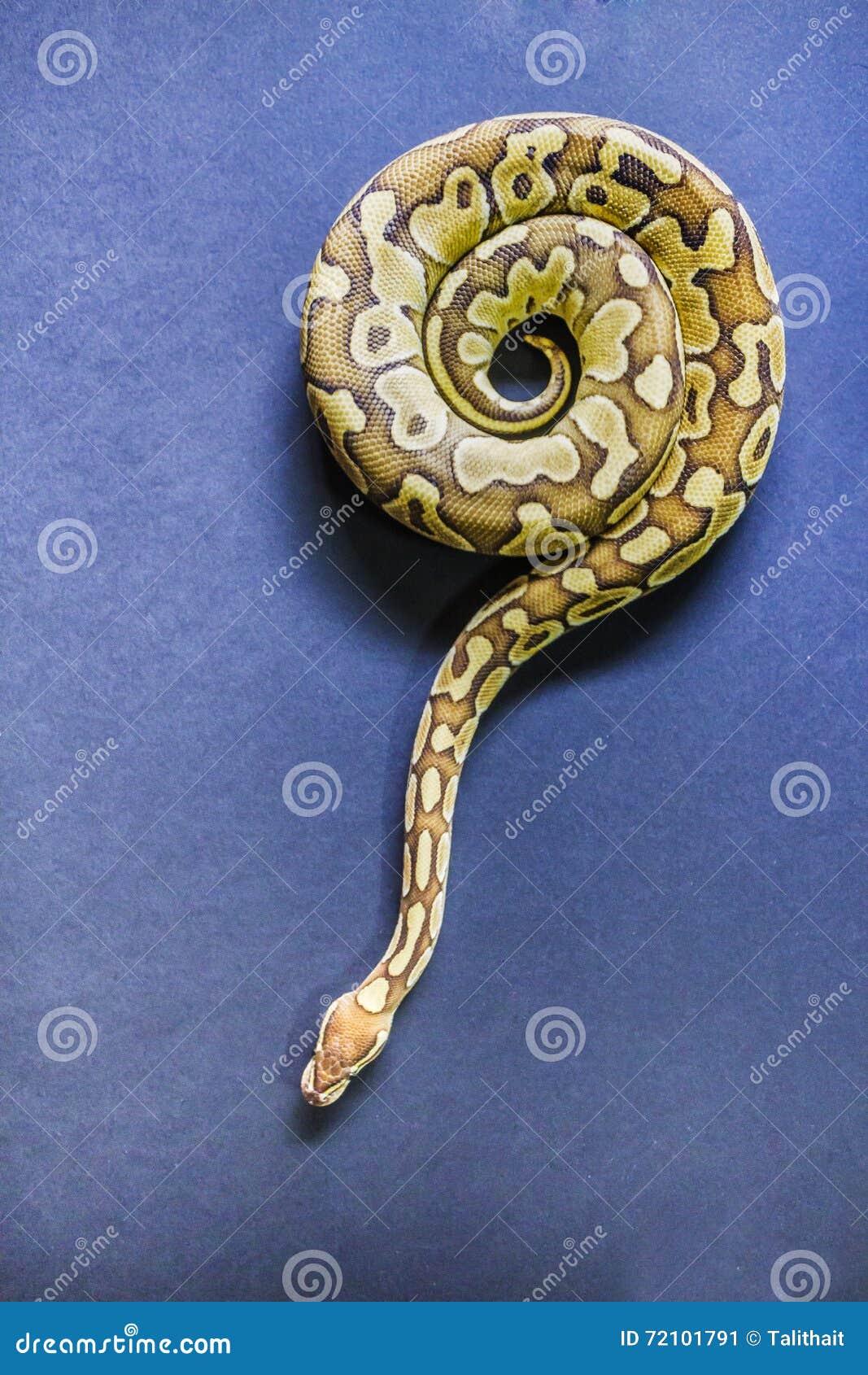 Snake Posing As A Question Mark Royalty-Free Stock Photography ...