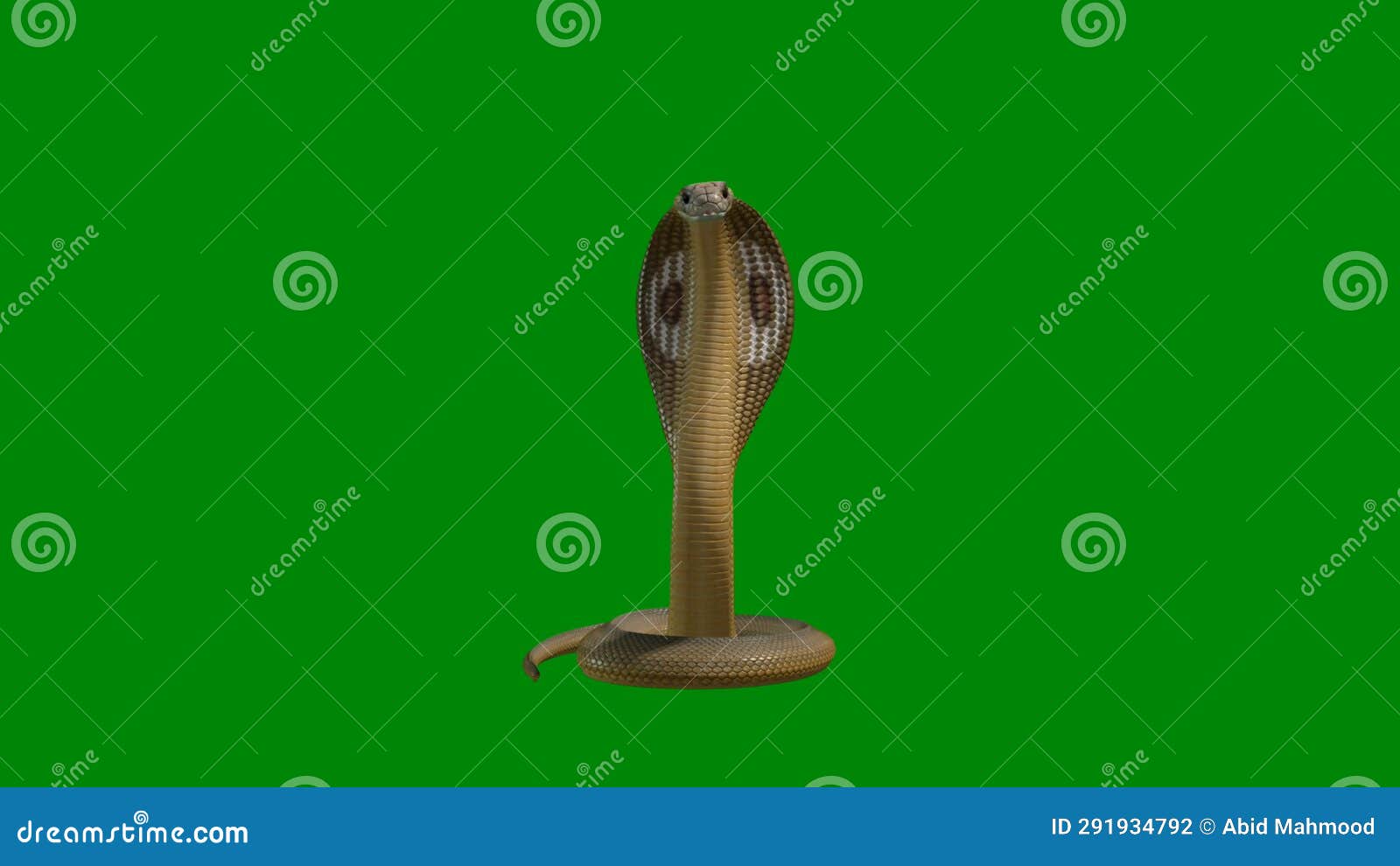 Snake Premium Quality Green Screen 4k Bacground Stock Footage - Video ...