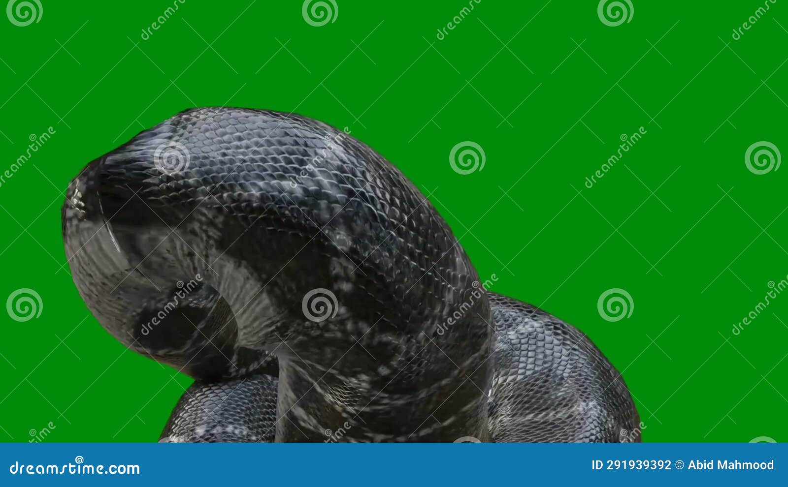 Snake Premium Quality Green Screen 4k Bacground Stock Footage - Video ...