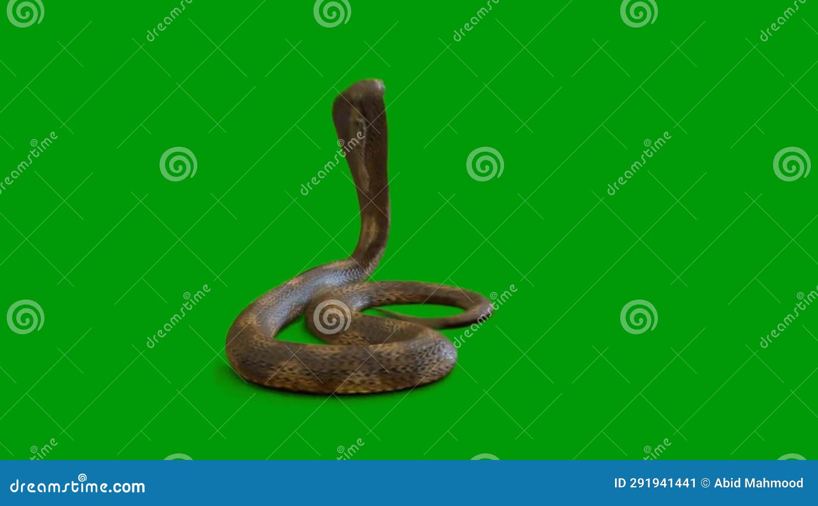 Snake Premium Quality Green Screen 4k Bacground Stock Video - Video of ...