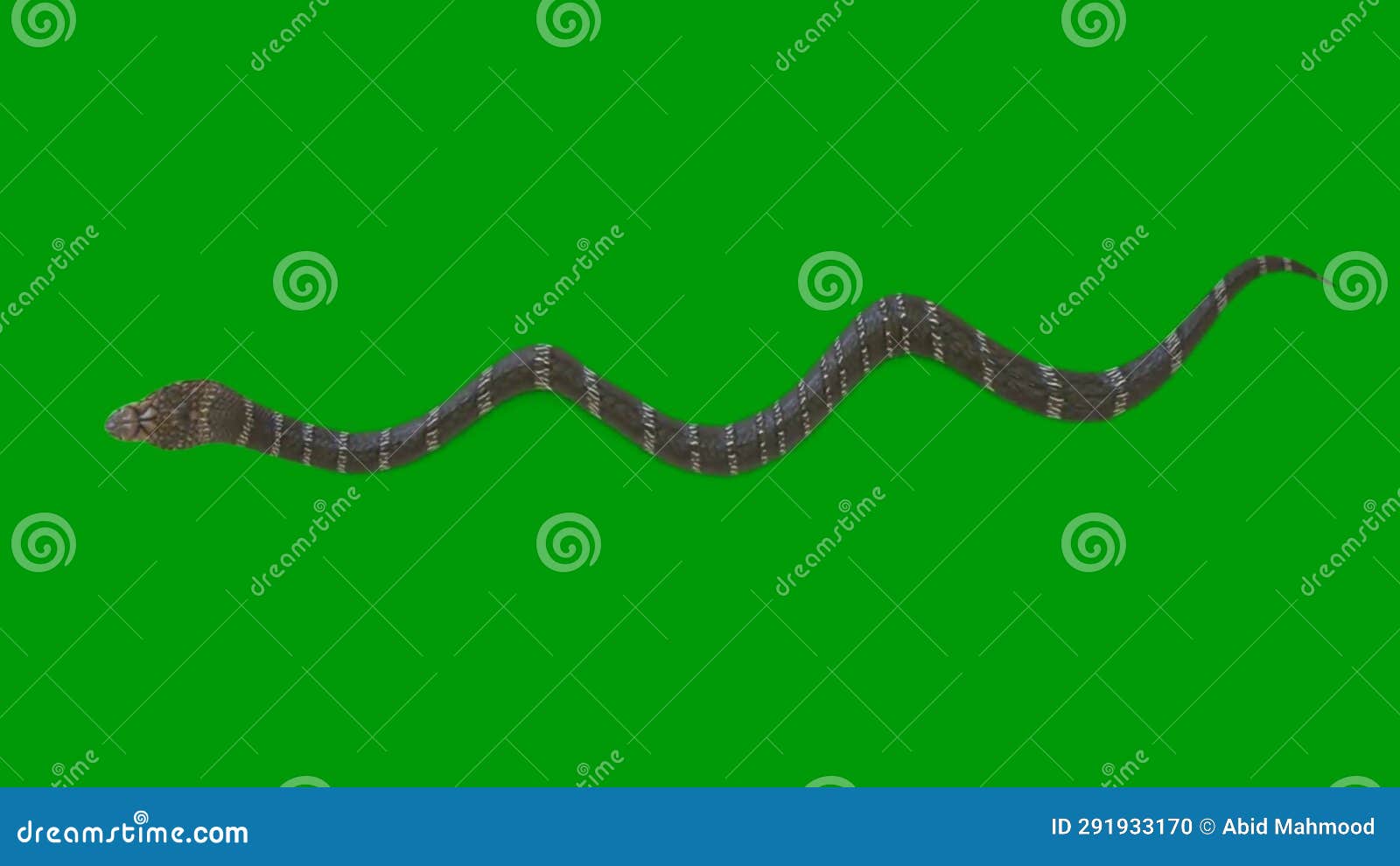 Snake Premium Quality Green Screen 4k Bacground Stock Footage - Video ...