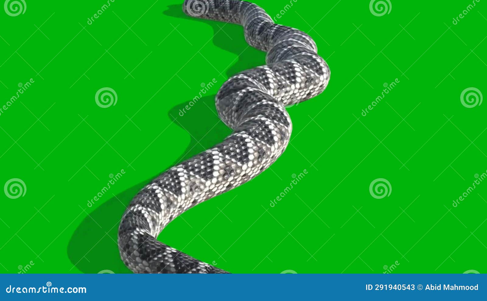 Snake Premium Quality Green Screen 4k Bacground Stock Video - Video of ...