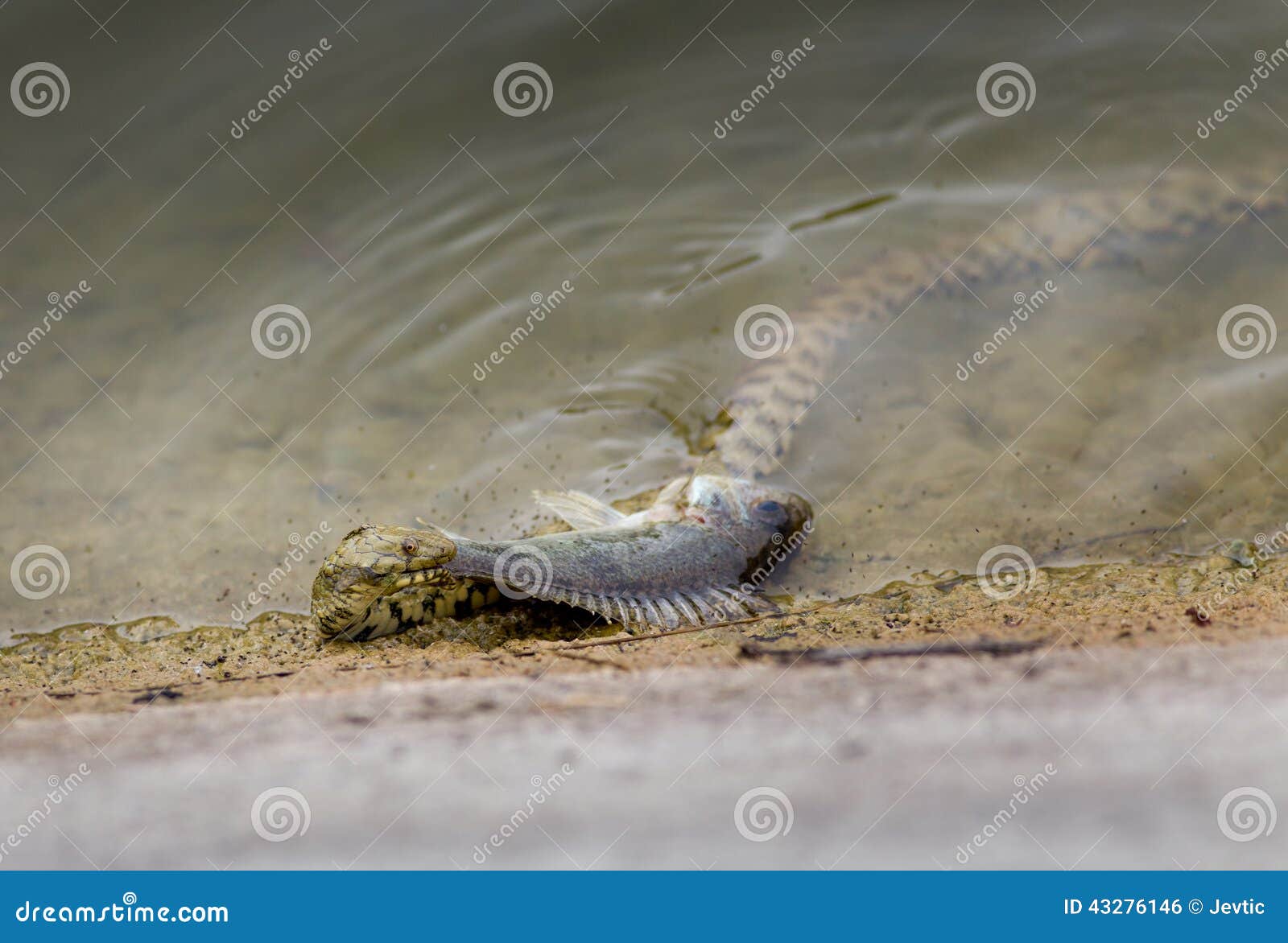 Snake with prey stock photo. Image of natural, mouth - 43276146