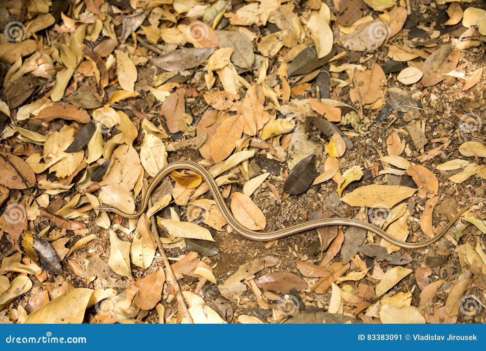 Thin Snake, Mimophis Mahfalensis,reservations Tsingy, Beautiful Snake ...