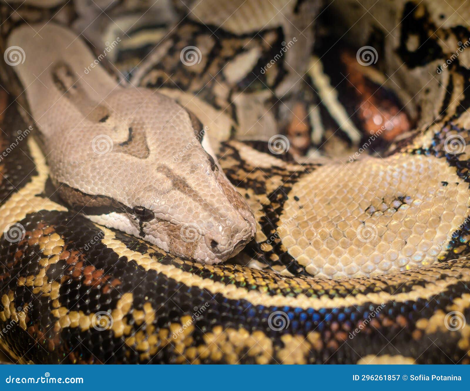 Snake Python Boa Curled in Rings Stock Image - Image of predator ...