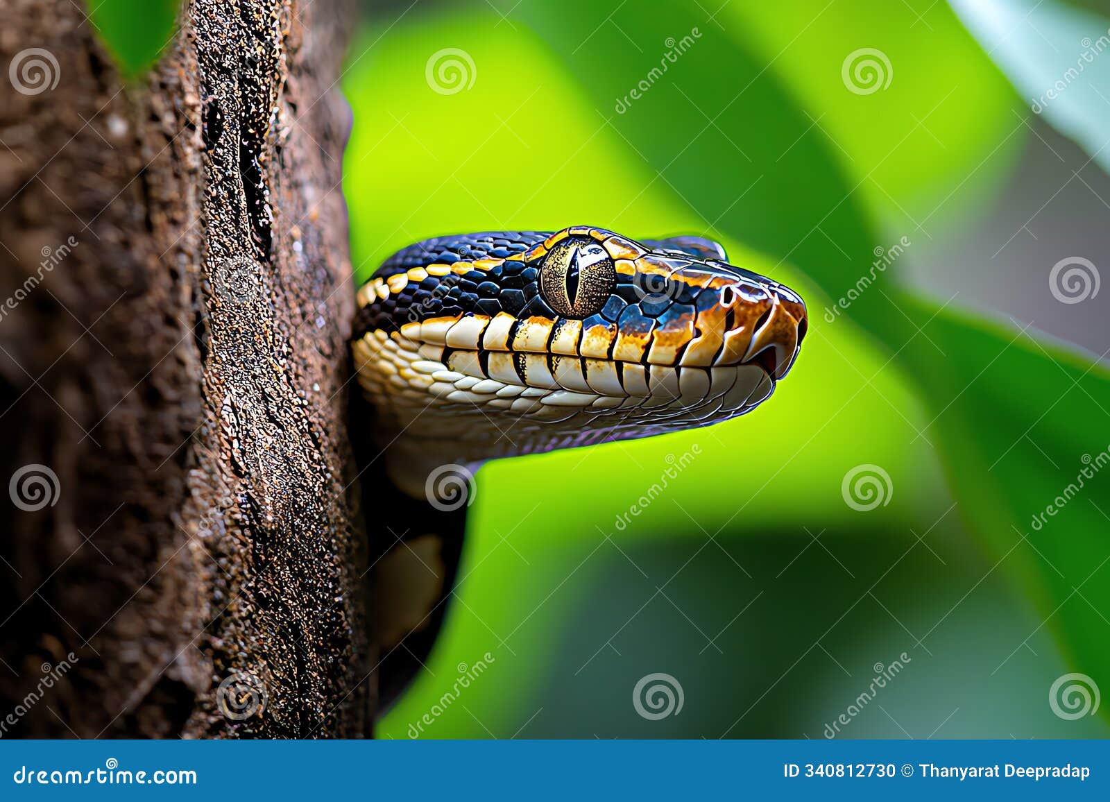 Snake Python, Brown, and Jungle Shown in a Jungle Where a Brown Python ...