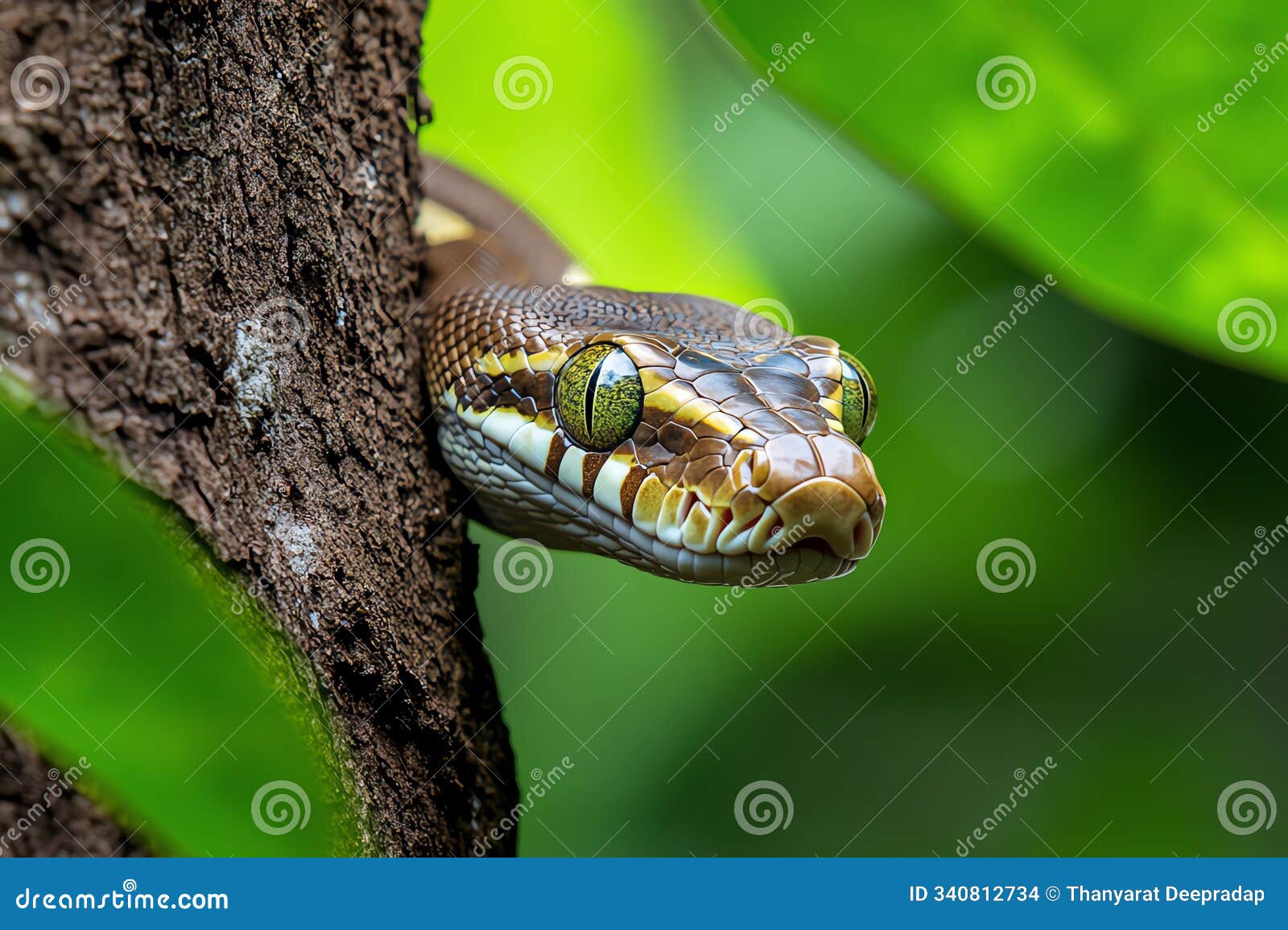 Snake Python, Brown, and Jungle Shown in a Jungle Where a Brown Python ...
