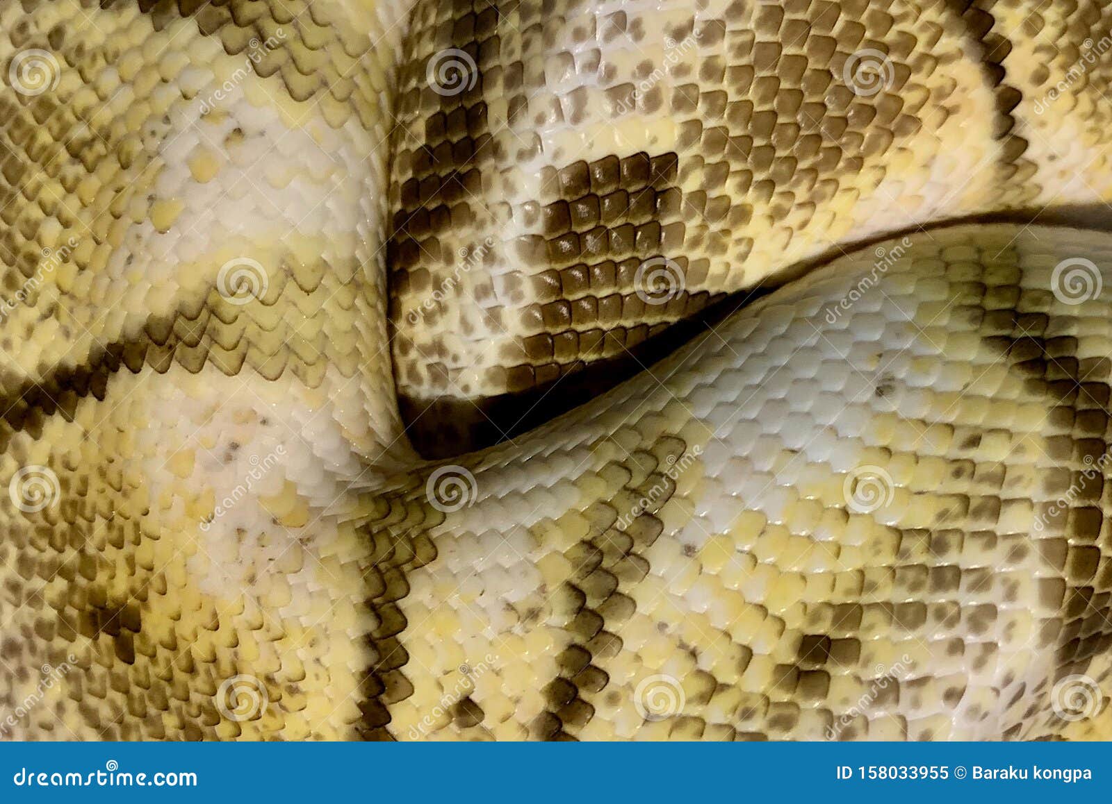 Snake stock image. Image of reptile, scales, nature - 158033955