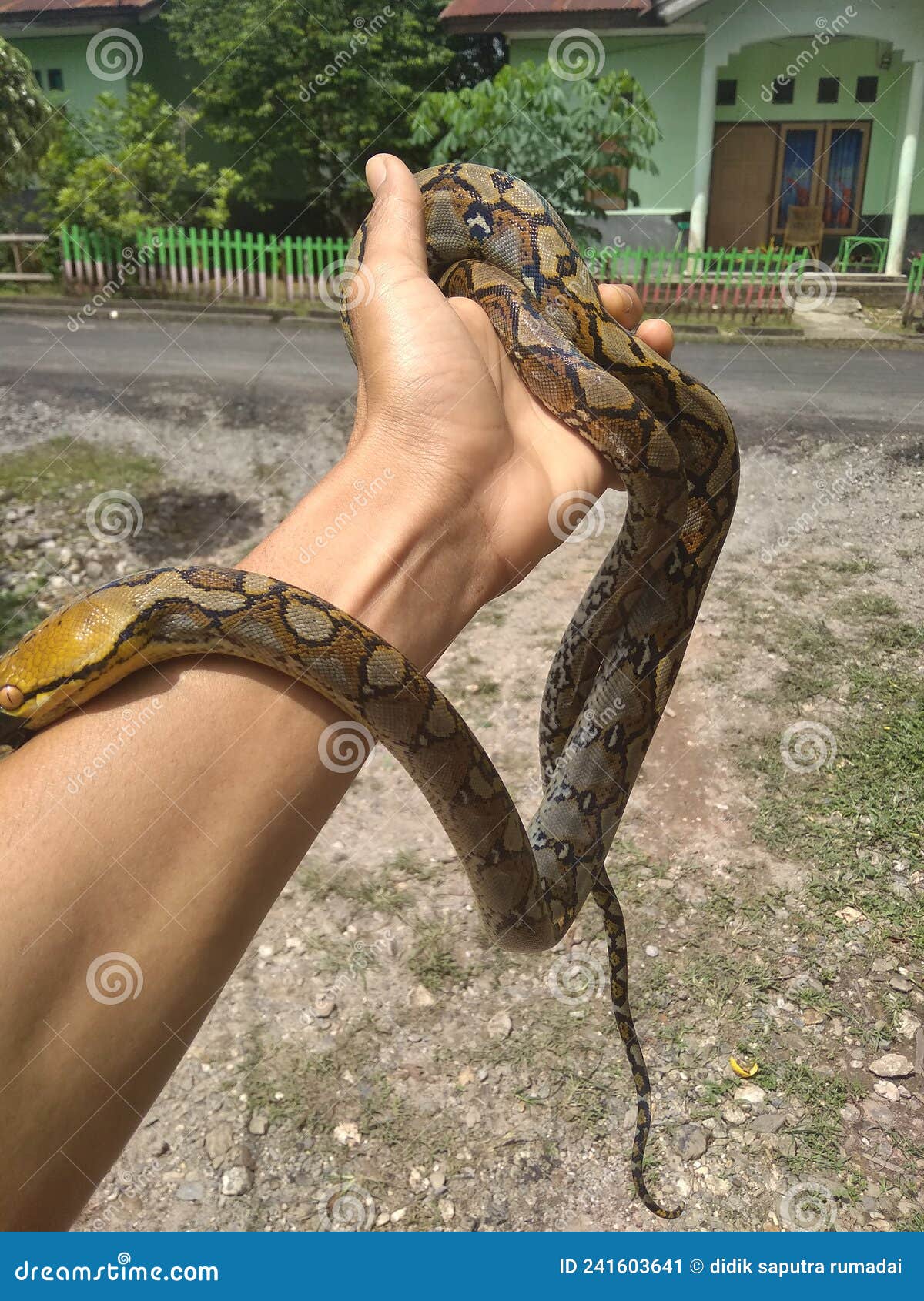 Snake Python Wild Animal Animal World Stock Image - Image of snake ...