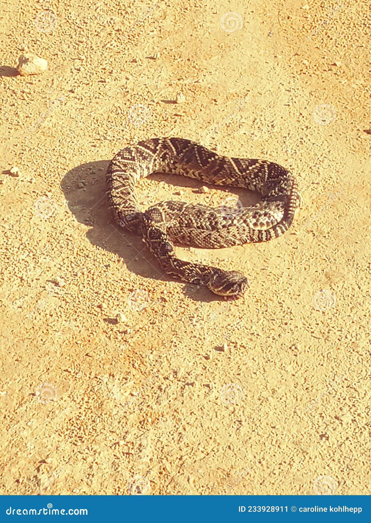 Snake, Rattle ,dangerous, 5 Foot, Back Off Stock Image - Image of back ...