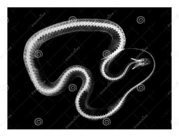 Snake X-ray stock image. Image of rattle, rattler, health - 1200755