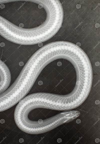 Snake X Ray stock photo. Image of detail, education, garden - 21038838