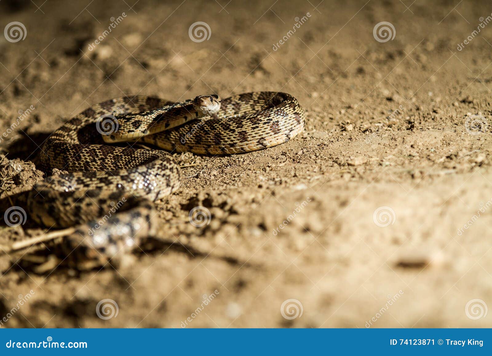 Snake ready to strike stock image. Image of hunt, hike - 74123871