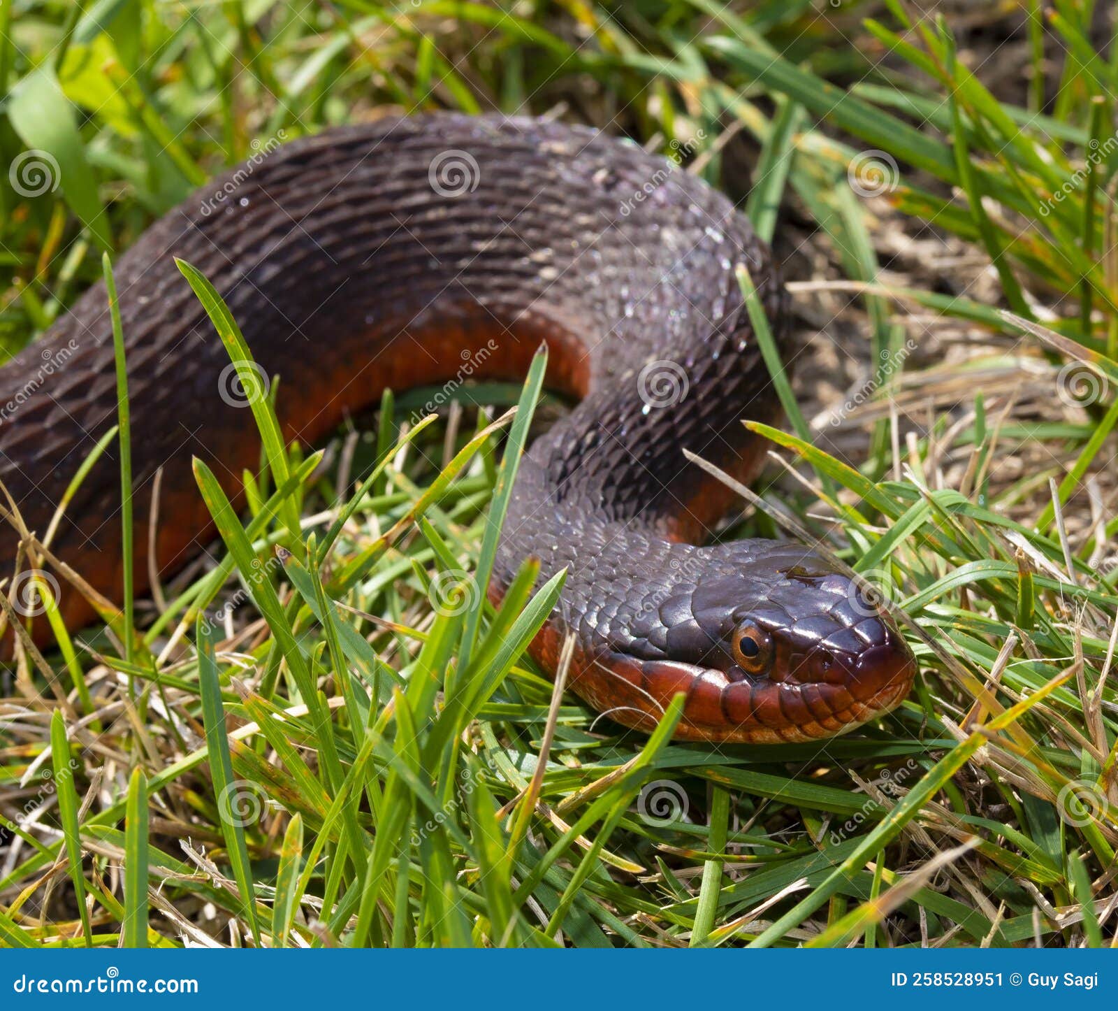 Fat snake in green grass stock image. Image of grass - 258528951