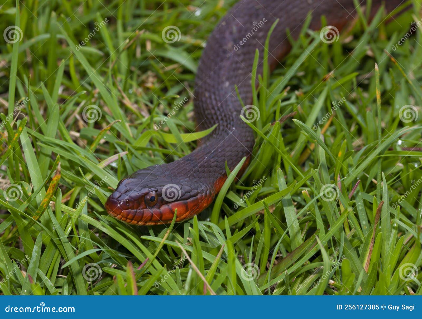 Snake Winding Toward the Camera Stock Image - Image of snake, brown ...