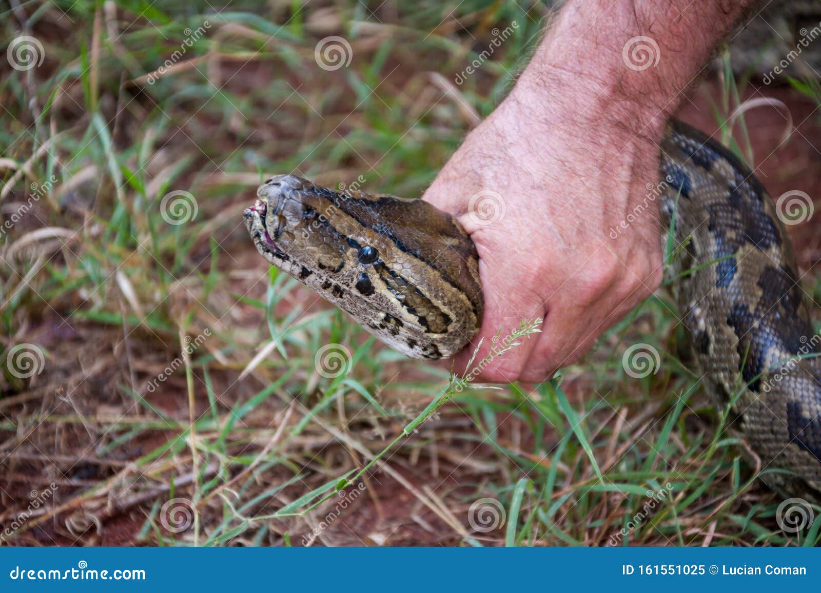 Snake removal stock image. Image of outside, fingers - 161551025