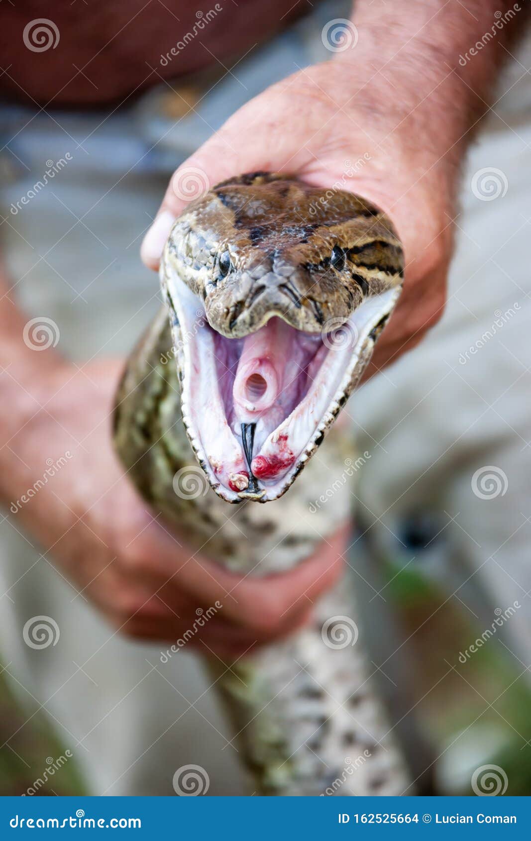 Snake removal stock photo. Image of dangerous, city - 162525664