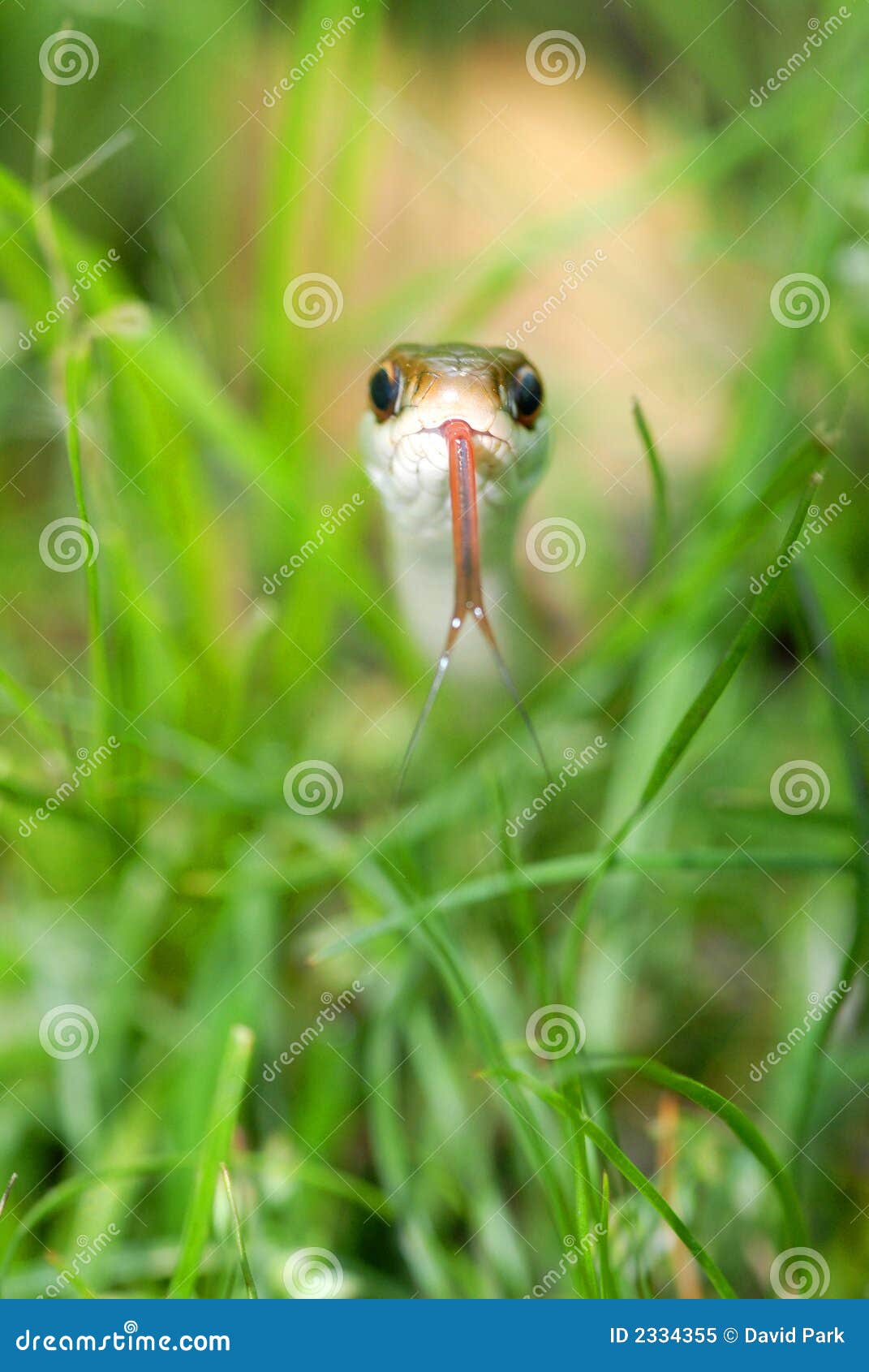 279 Step Snake Photos - Free & Royalty-Free Stock Photos from Dreamstime
