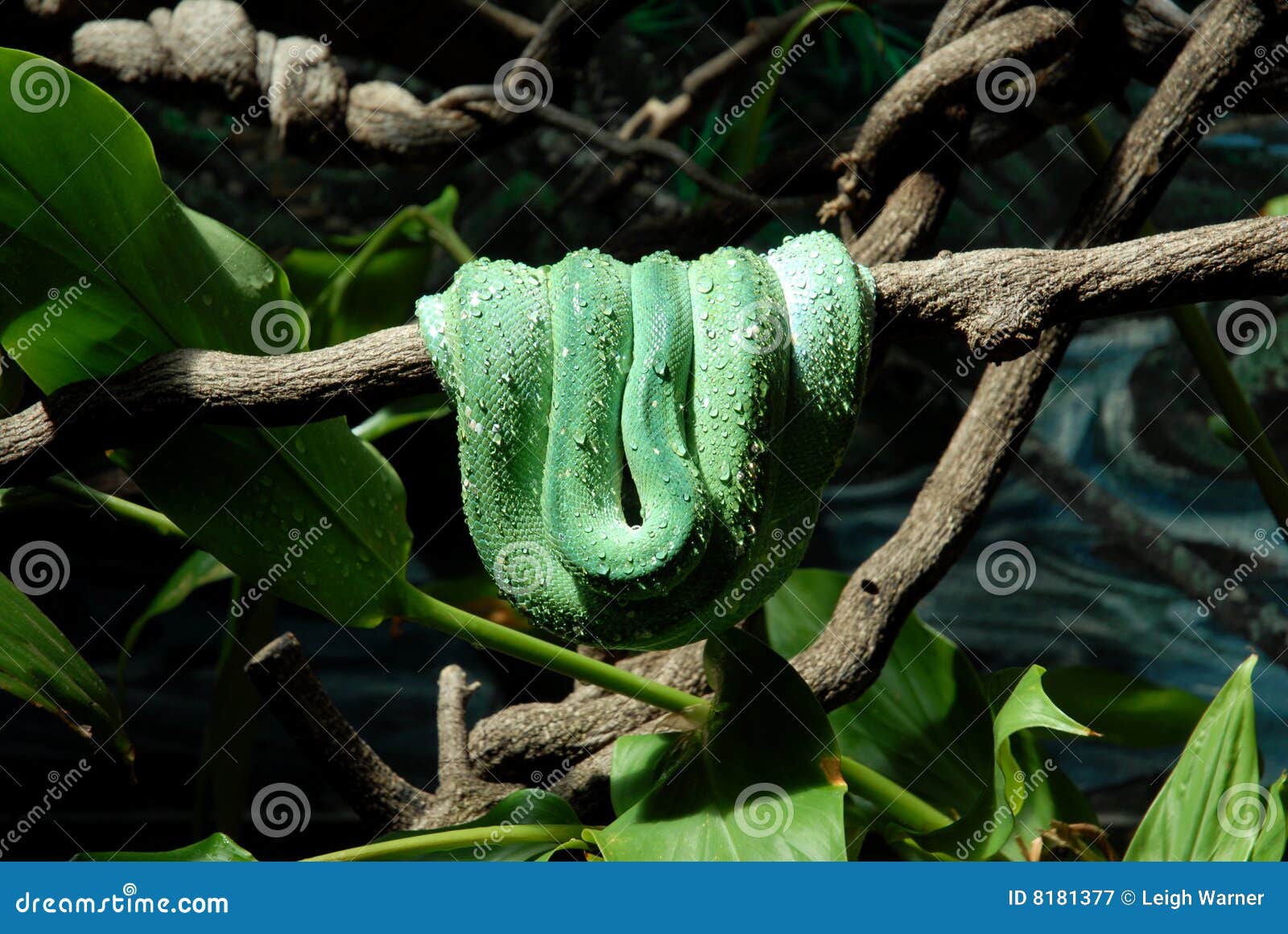 Snake resting on branch stock image. Image of dangerous - 8181377