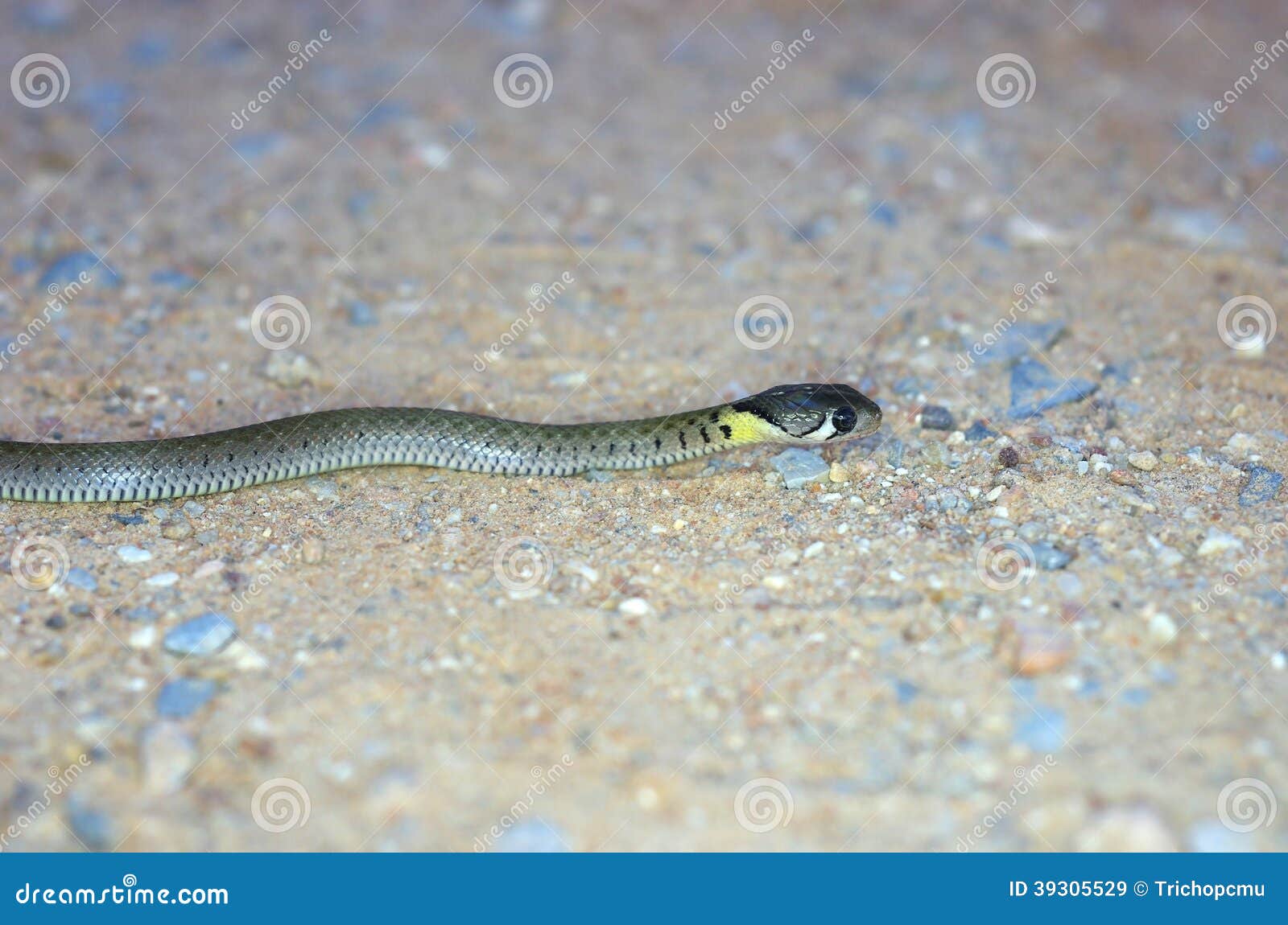 Snake Resting on the Ground Stock Image - Image of tropical, scale ...