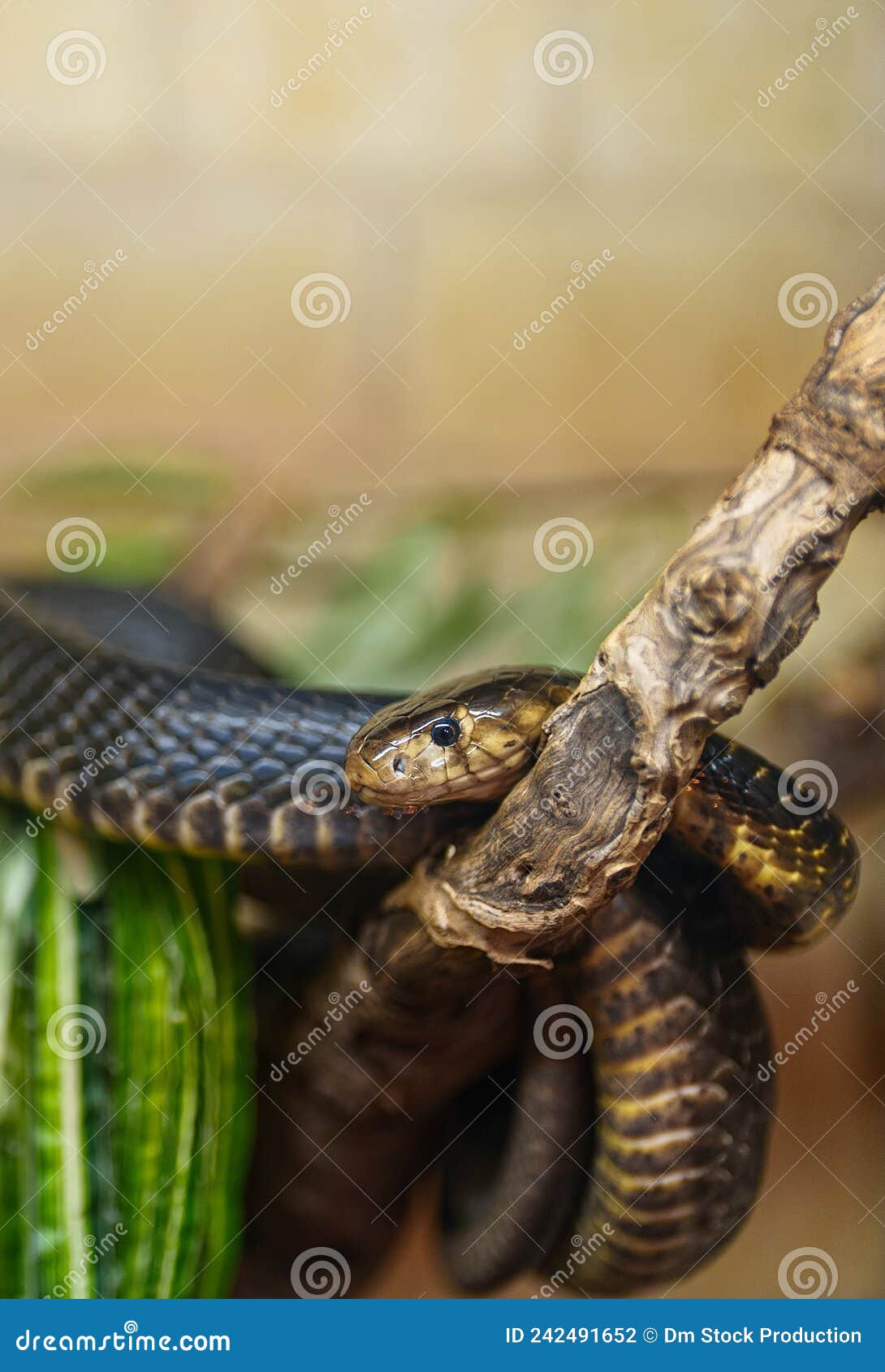Snake resting stock photo. Image of danger, wildlife - 242491652