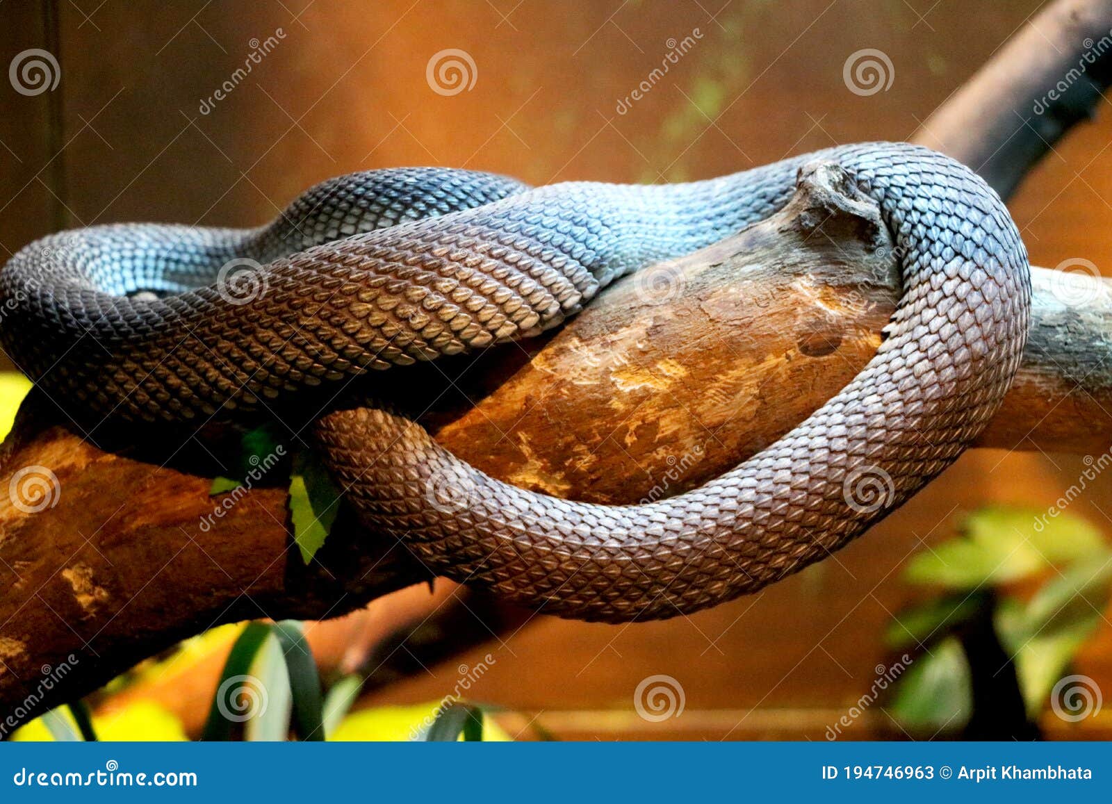 Snake is resting on tree stock image. Image of false - 194746963