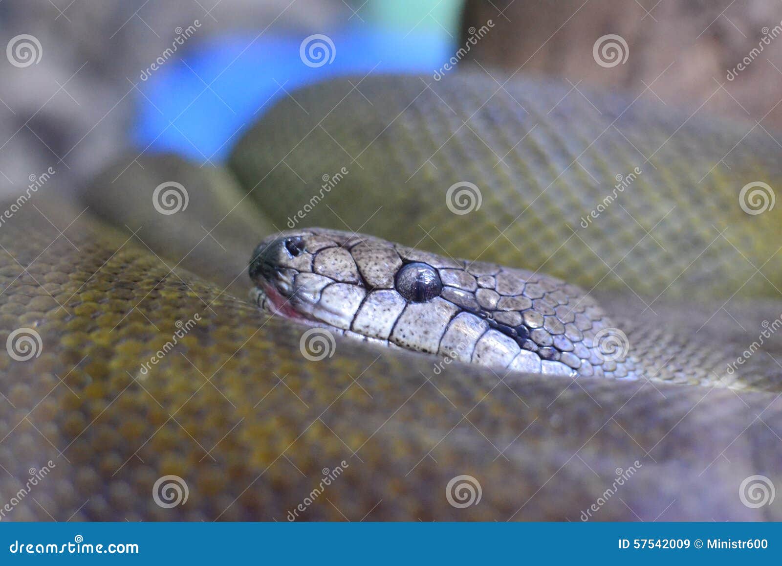 Snake stock image. Image of resting, rattlesnake, snake - 57542009