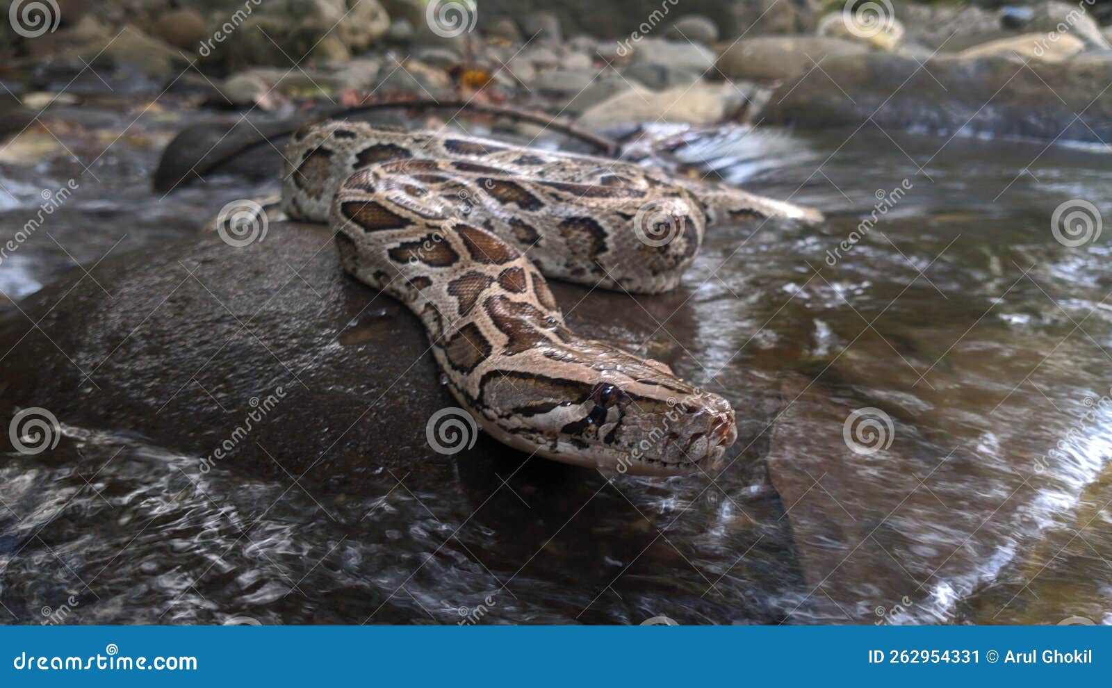 Snake in the river stock image. Image of wildlife, water - 262954331