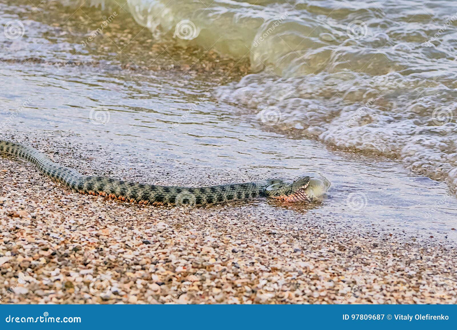 Natrix Natrix, Reptile Also Called Water Snake Stock Photography ...