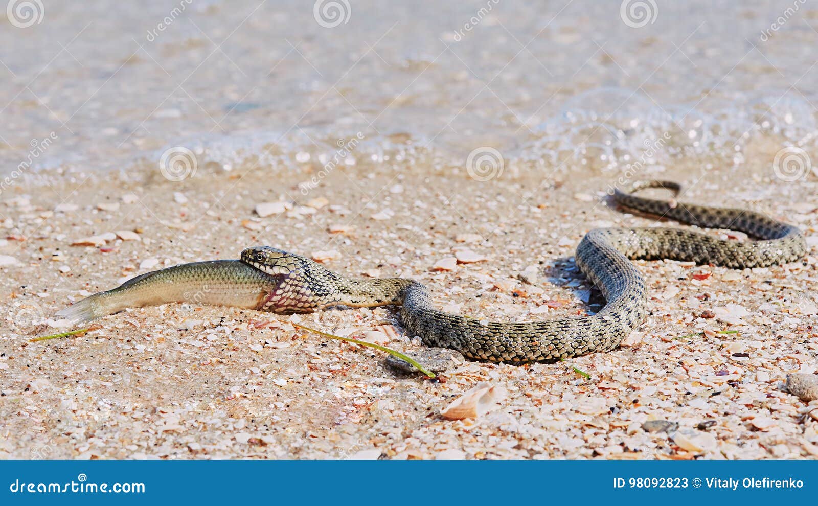 Natrix Natrix, Reptile Also Called Water Snake Royalty-Free Stock Photo ...