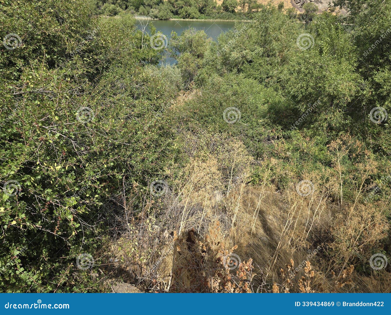 Snake river shot stock image. Image of wildlife, plant - 339434869