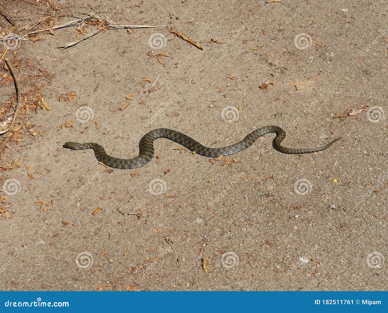 Natrix - snake on the road stock image. Image of soil - 182511761