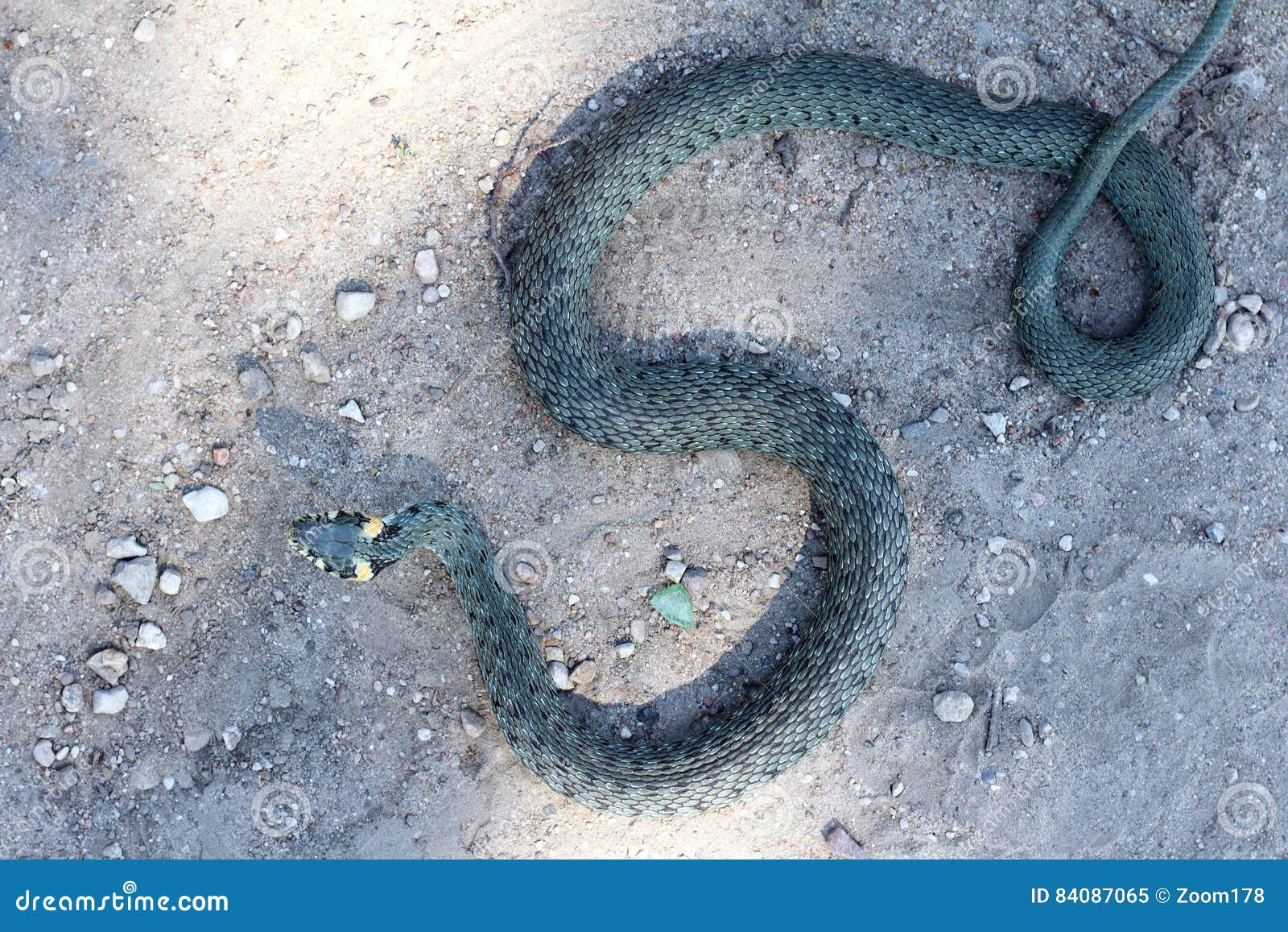 Snake on the road stock image. Image of meeting, pastime - 84087065