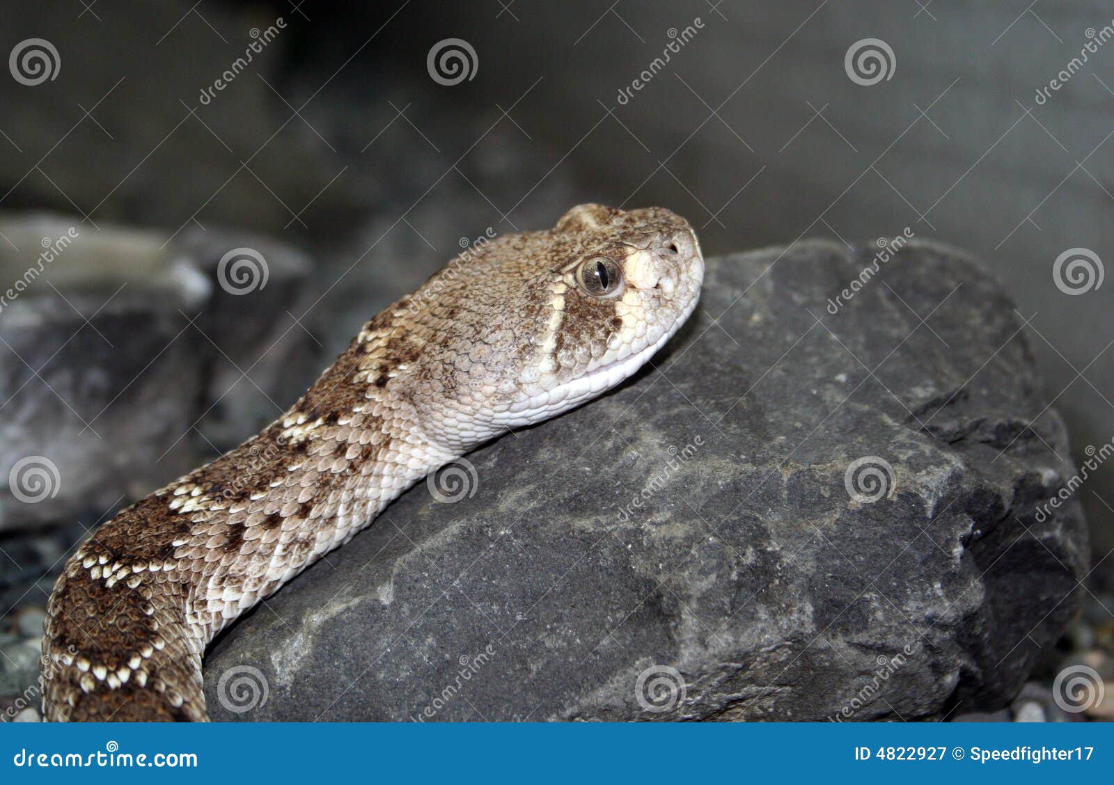 Snake on a rock stock image. Image of preying, frightening - 4822927