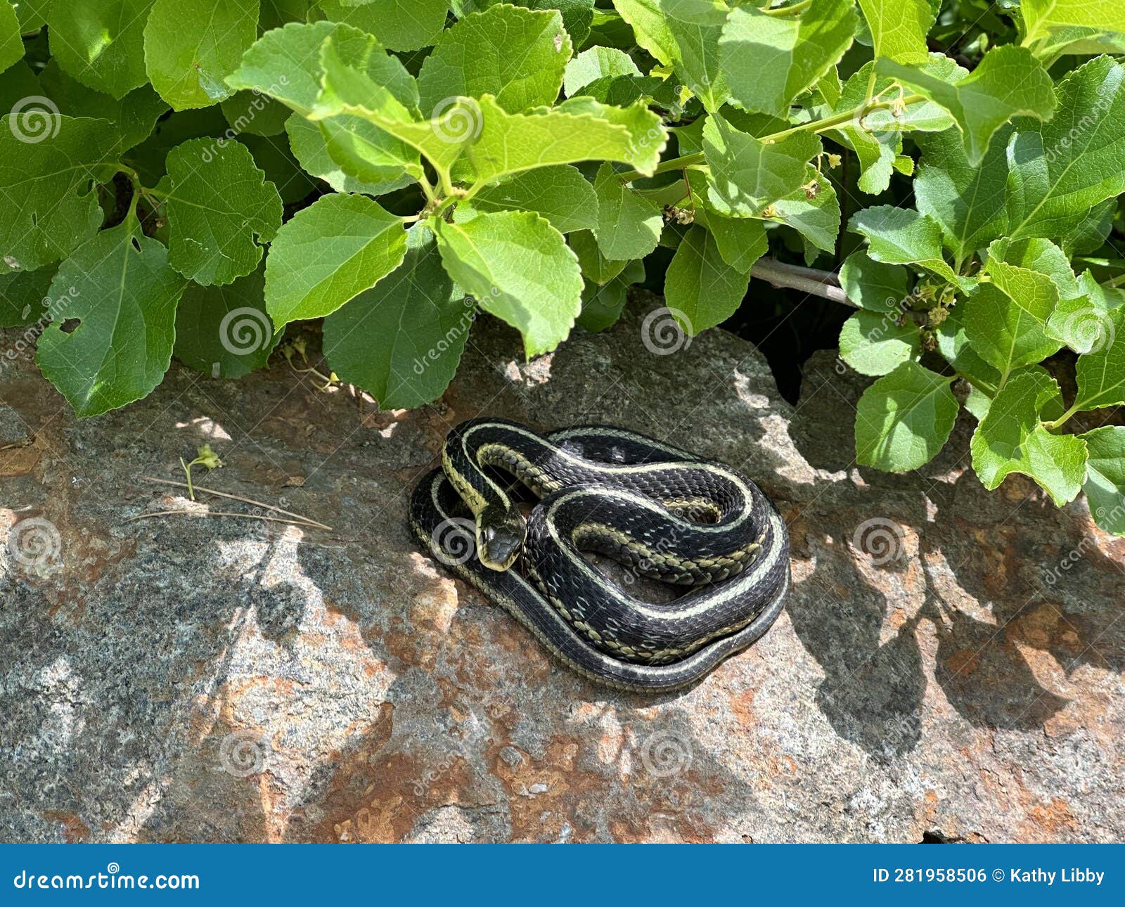 Snake on a rock stock photo. Image of warming, snake - 281958506