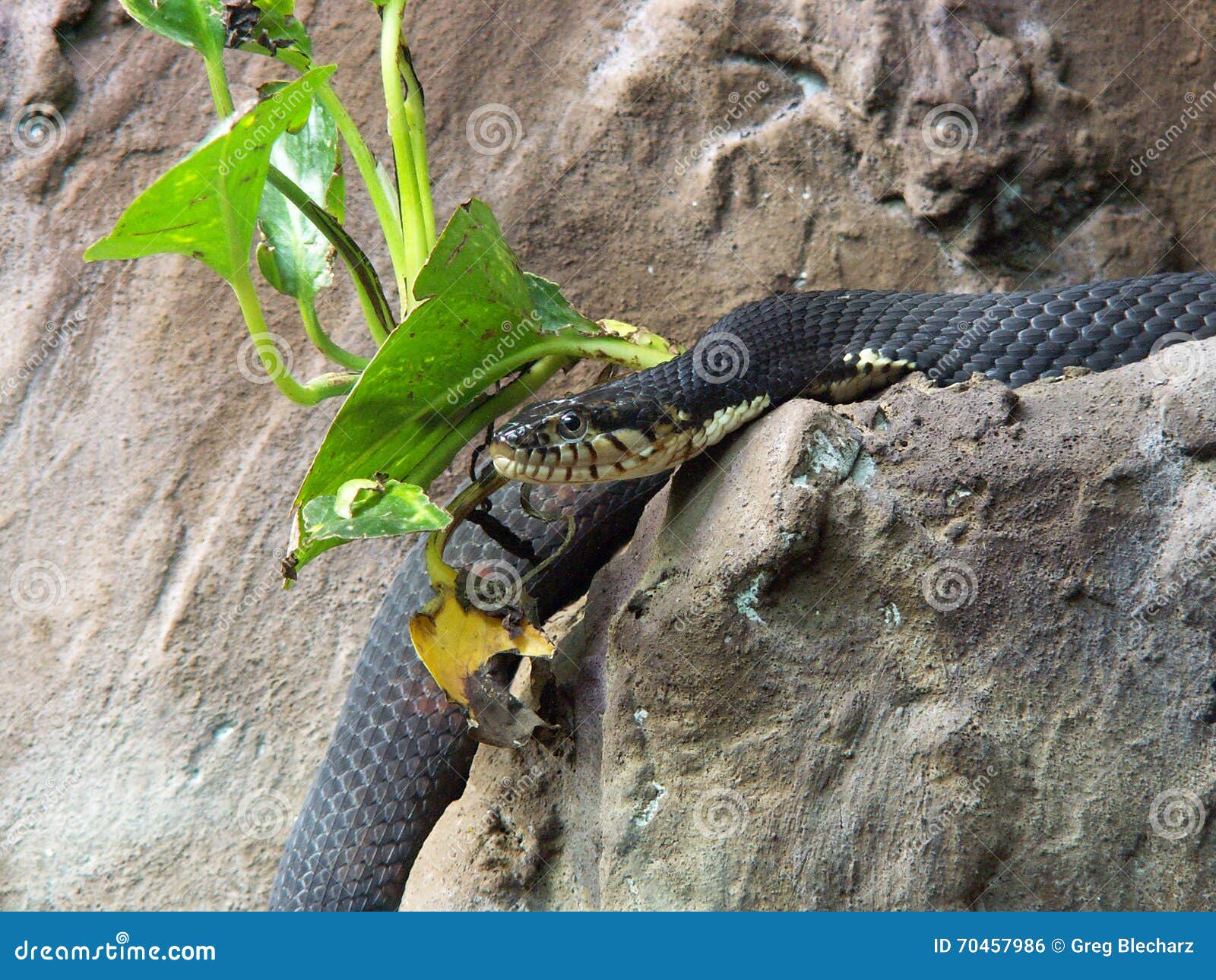 Snake on the rock stock photo. Image of fierce, garter - 70457986
