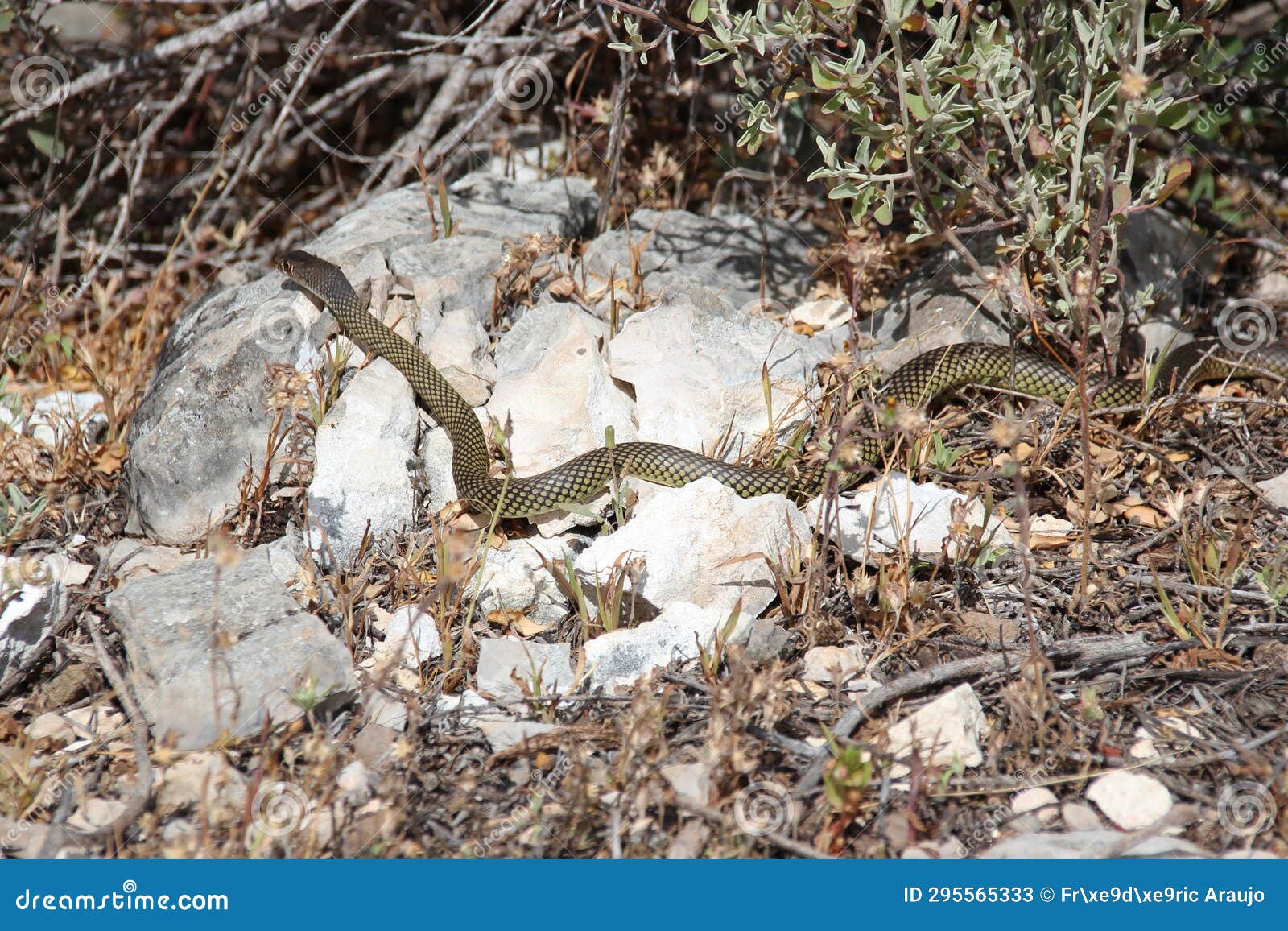 Snake on a Rock in Kalbarri (australia) Stock Image - Image of animal ...