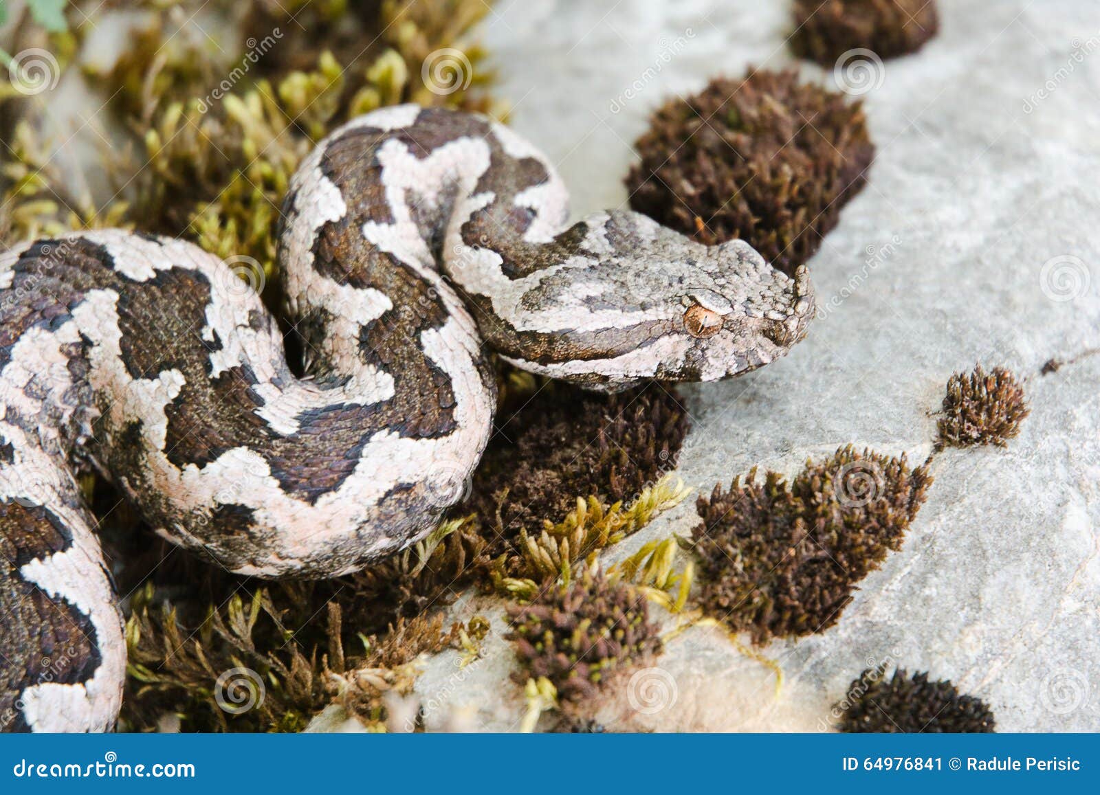 Snake on rock stock image. Image of nosed, wild, color - 64976841