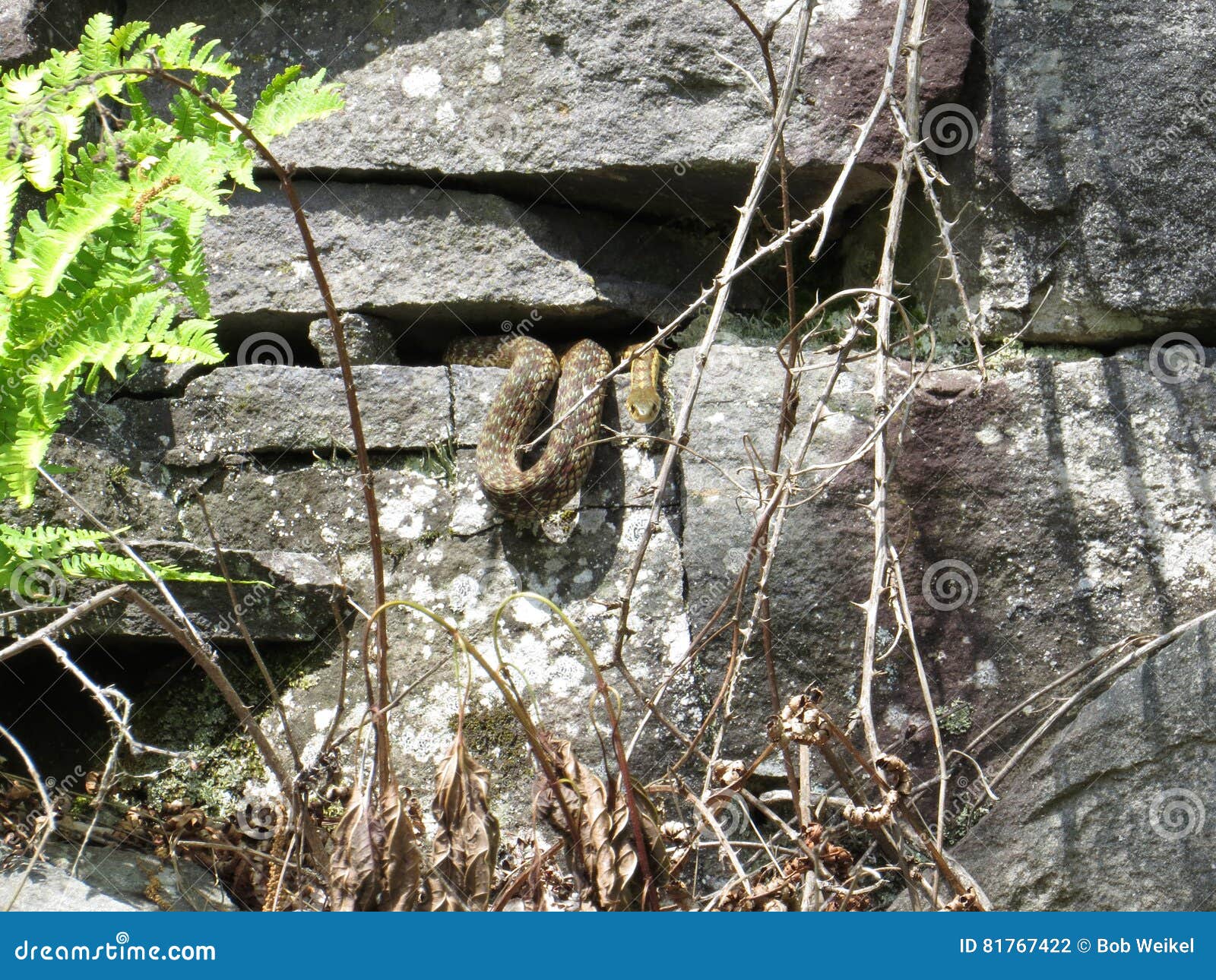 Snake on a rock wall stock photo. Image of forest, summertime - 81767422