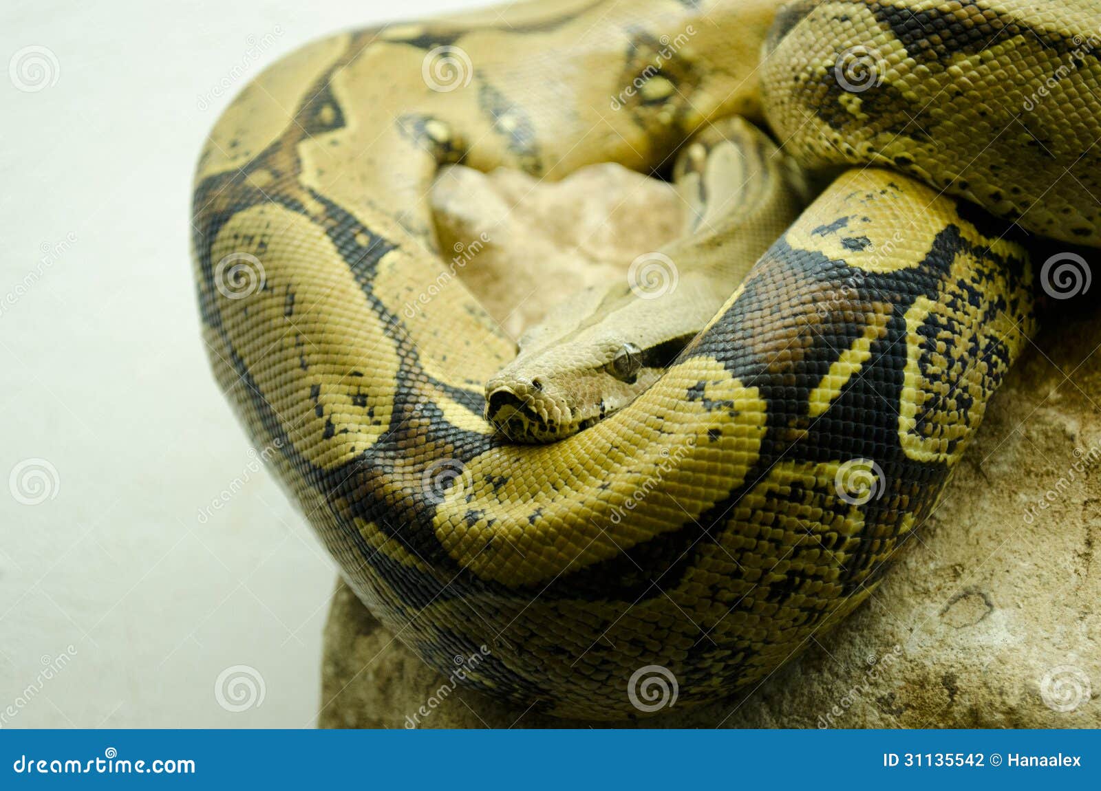 Snake on the rock stock photo. Image of venom, serpent - 31135542