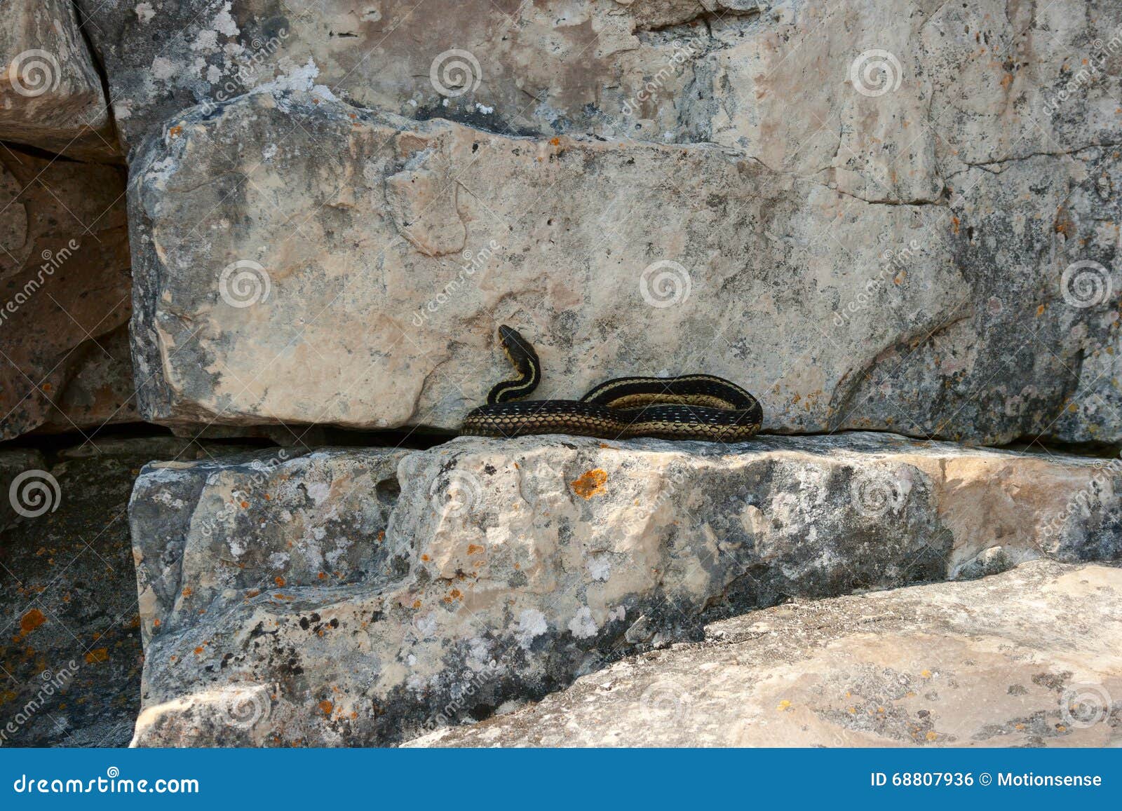 Snake on the Rocks stock photo. Image of rocks, danger - 68807936