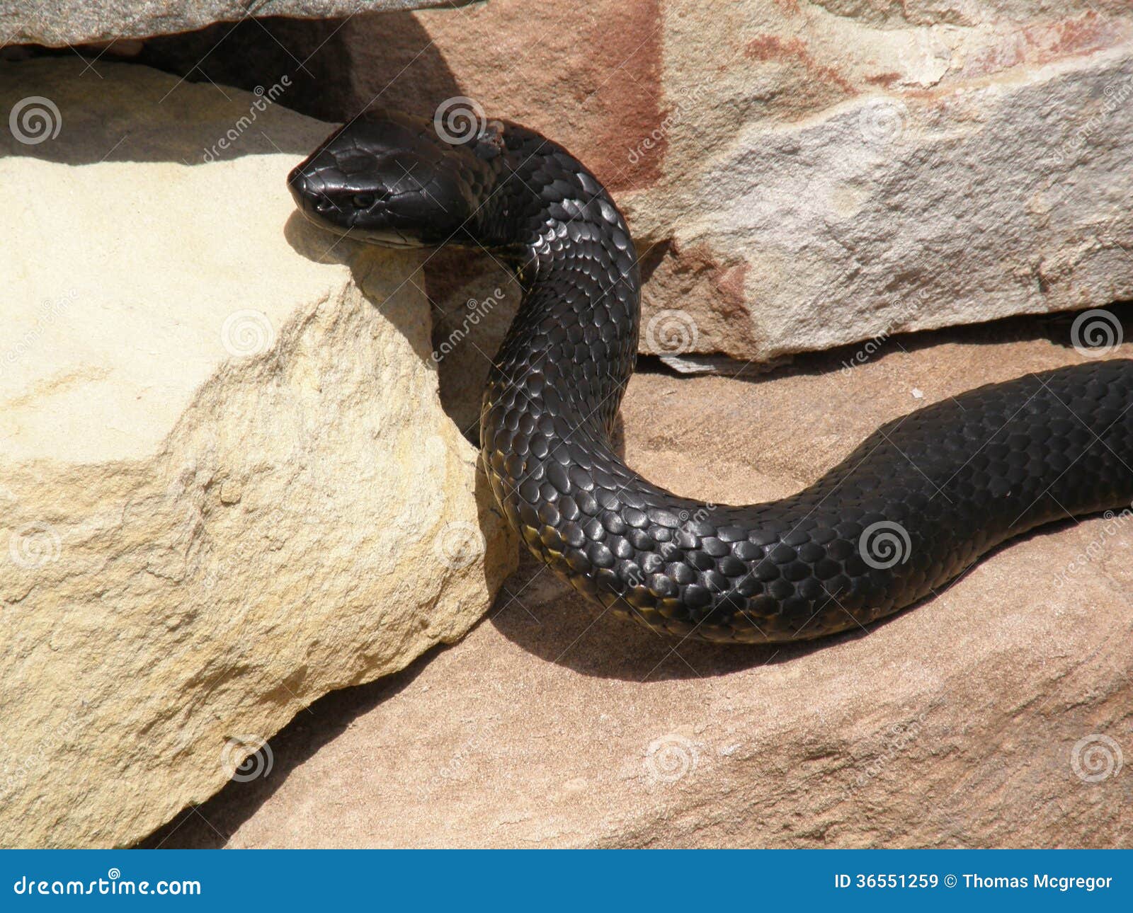 Snake on the Rocks stock image. Image of danger, venom - 36551259